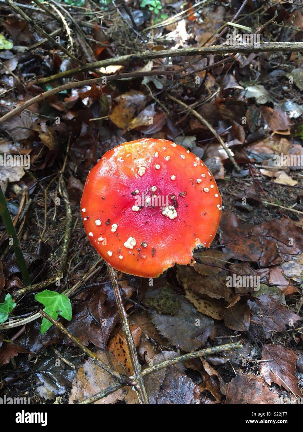 Mushroom redcap hi-res stock photography and images - Alamy