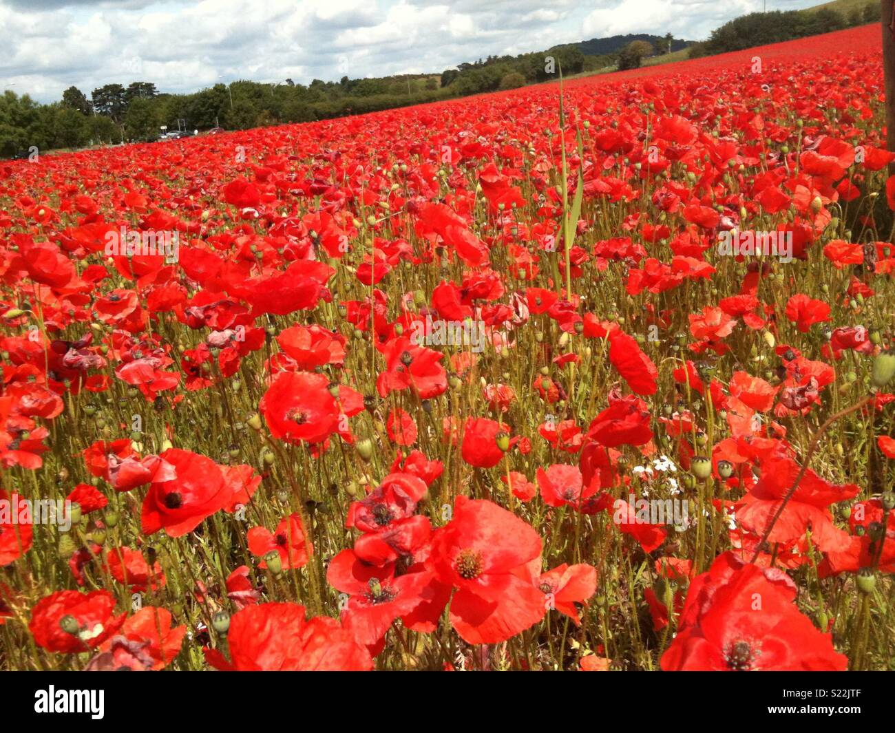 Flowers for rememberance hi-res stock photography and images - Alamy