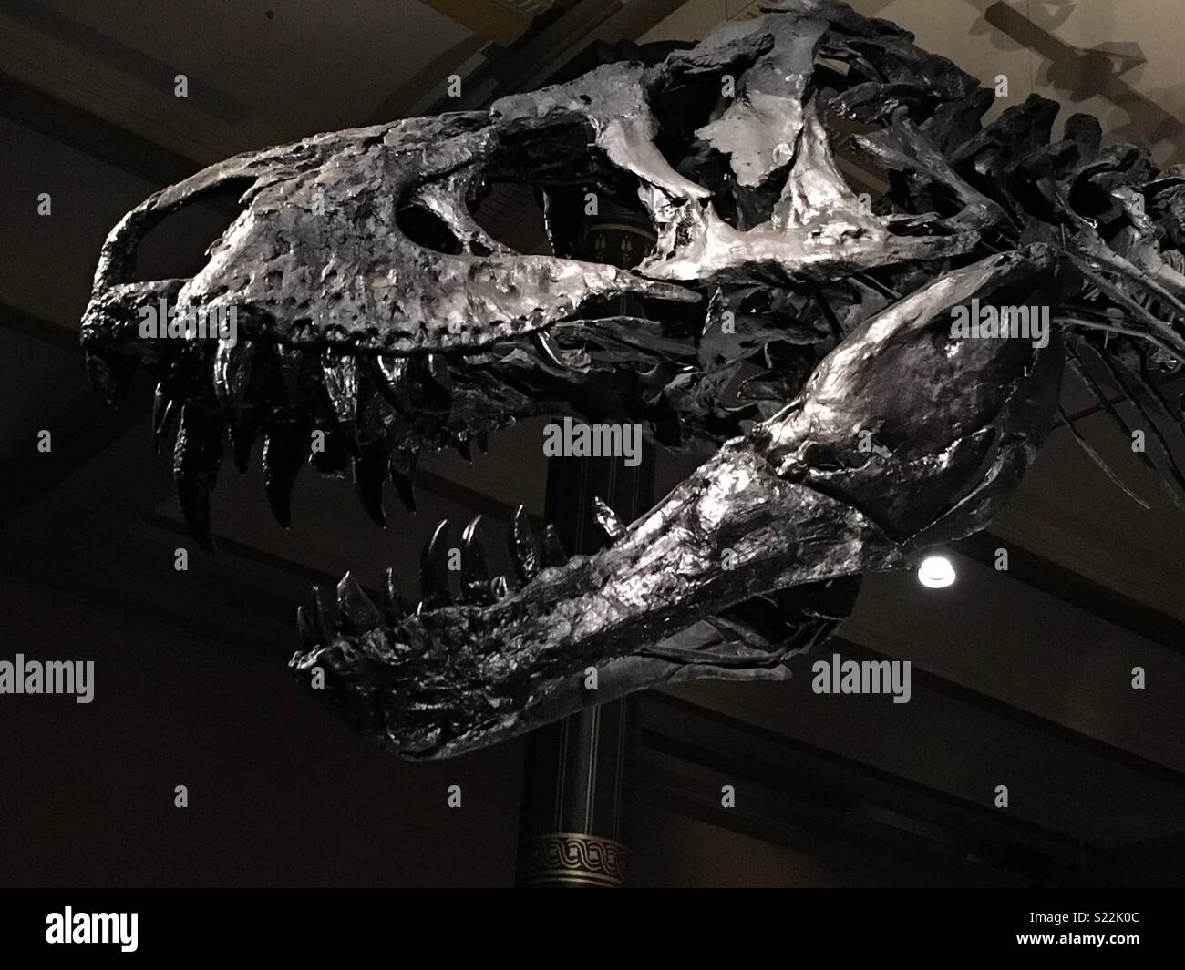 T rex fossil skull hi-res stock photography and images - Alamy