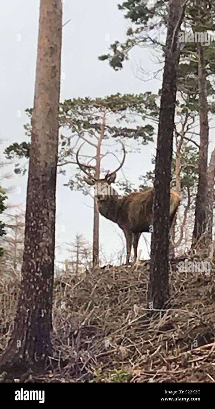 Big stag pictured in the scottish highlands Stock Photo - Alamy