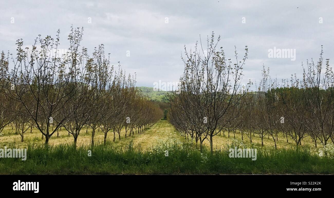 Walnut field hi-res stock photography and images - Alamy