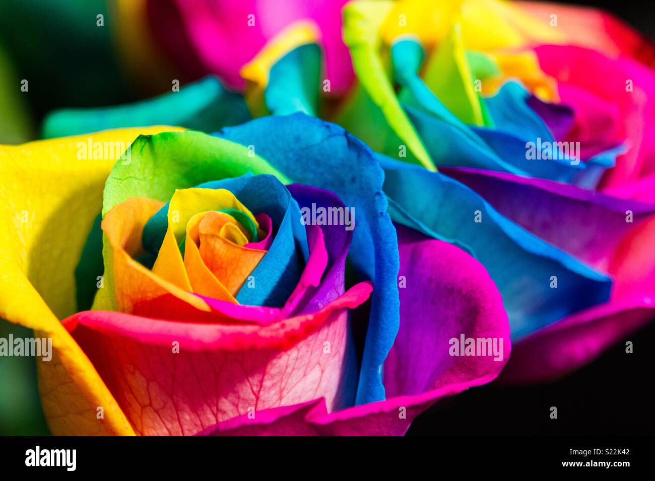 How To Grow Rainbow Roses