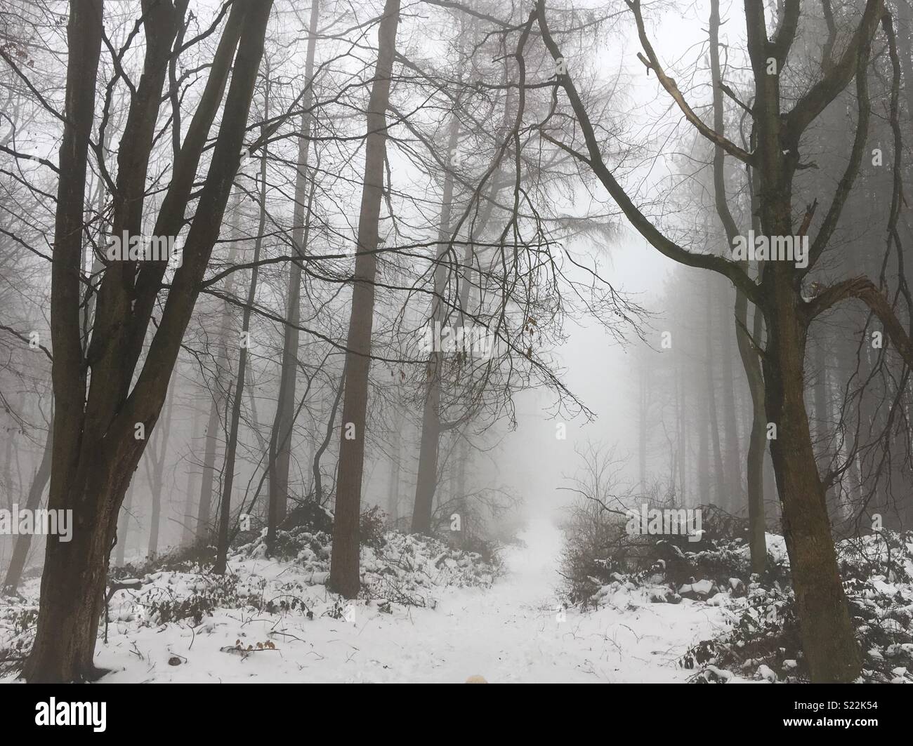 Snow and mist in a winter woodland scene Stock Photo - Alamy