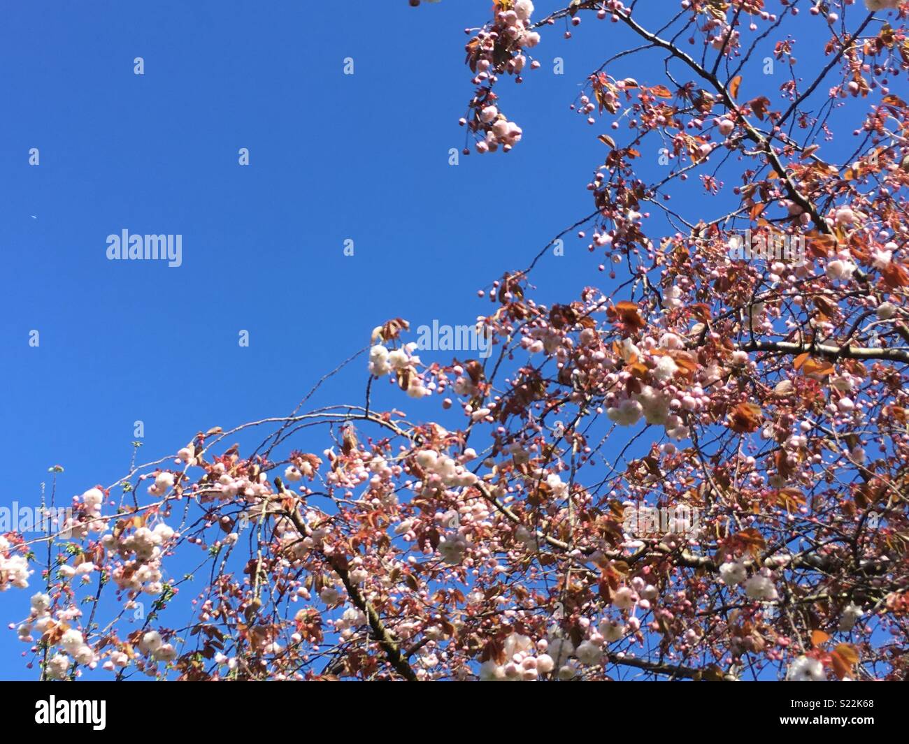 Spring at last Stock Photo - Alamy