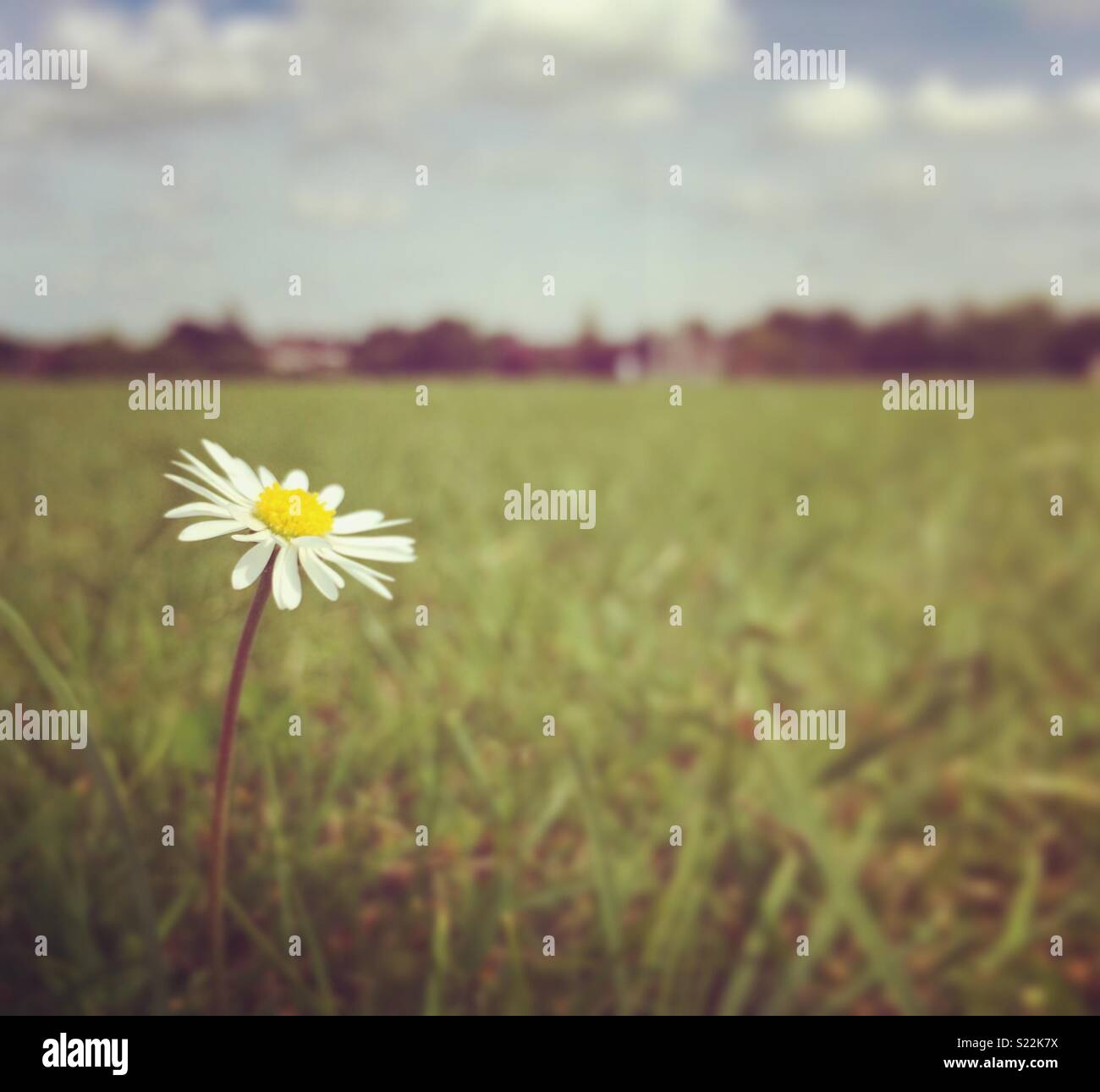Daisy filed hi-res stock photography and images - Alamy