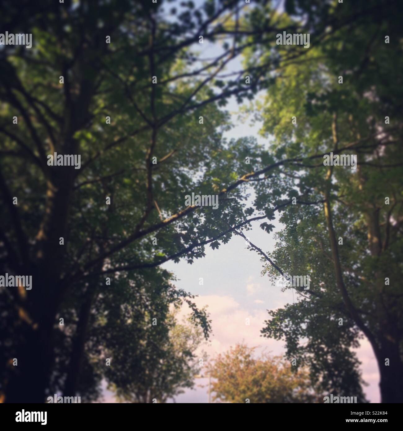 Archway of trees hi-res stock photography and images - Alamy