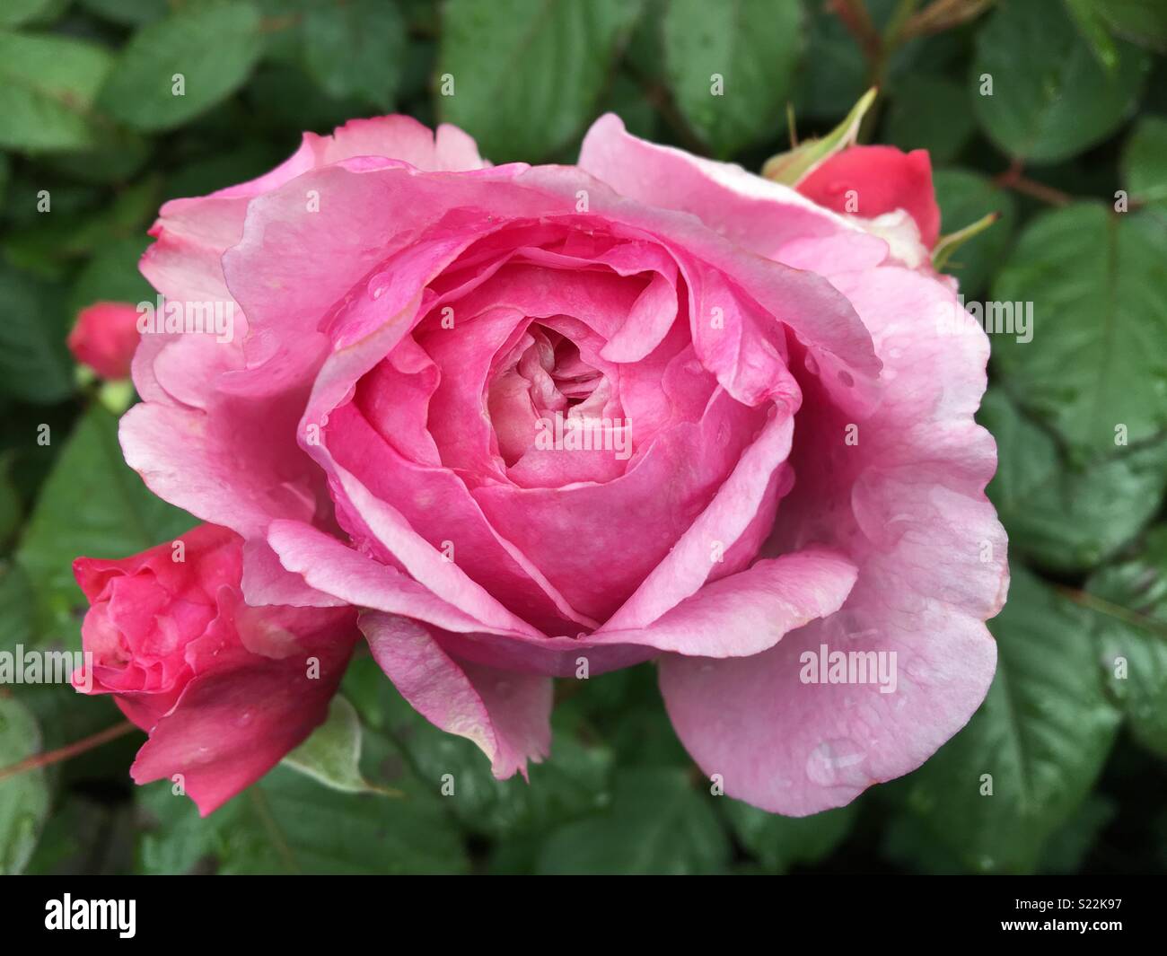 Beautiful pink rose Stock Photo - Alamy