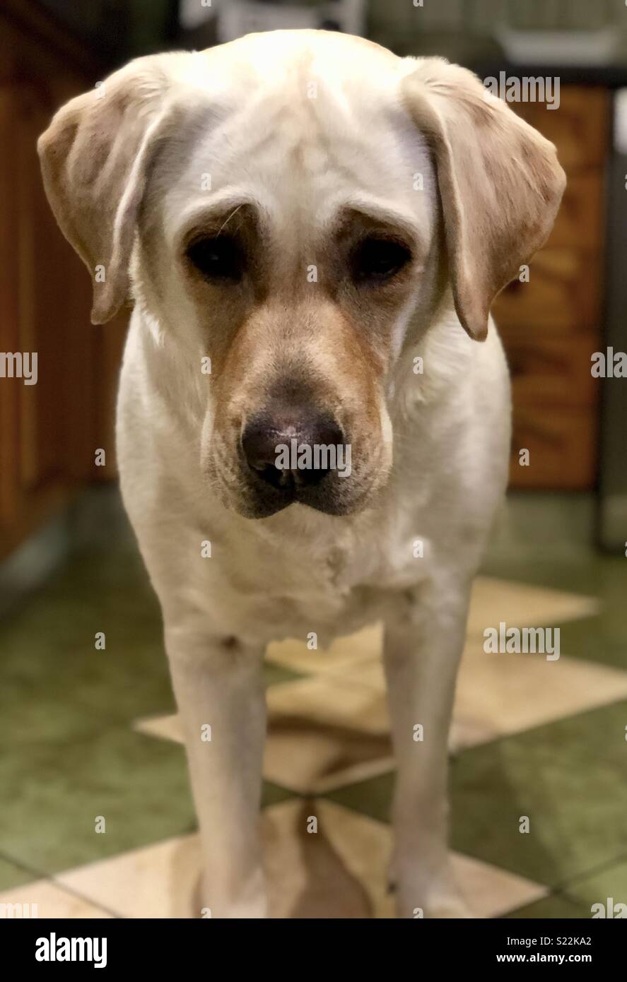 Slightly sad looking hi-res stock photography and images - Alamy