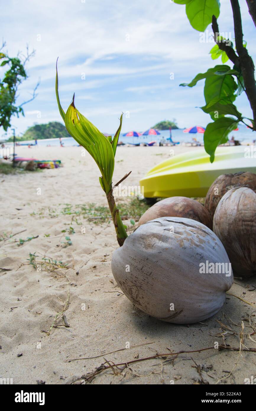 Coconut sprout hi-res stock photography and images - Alamy