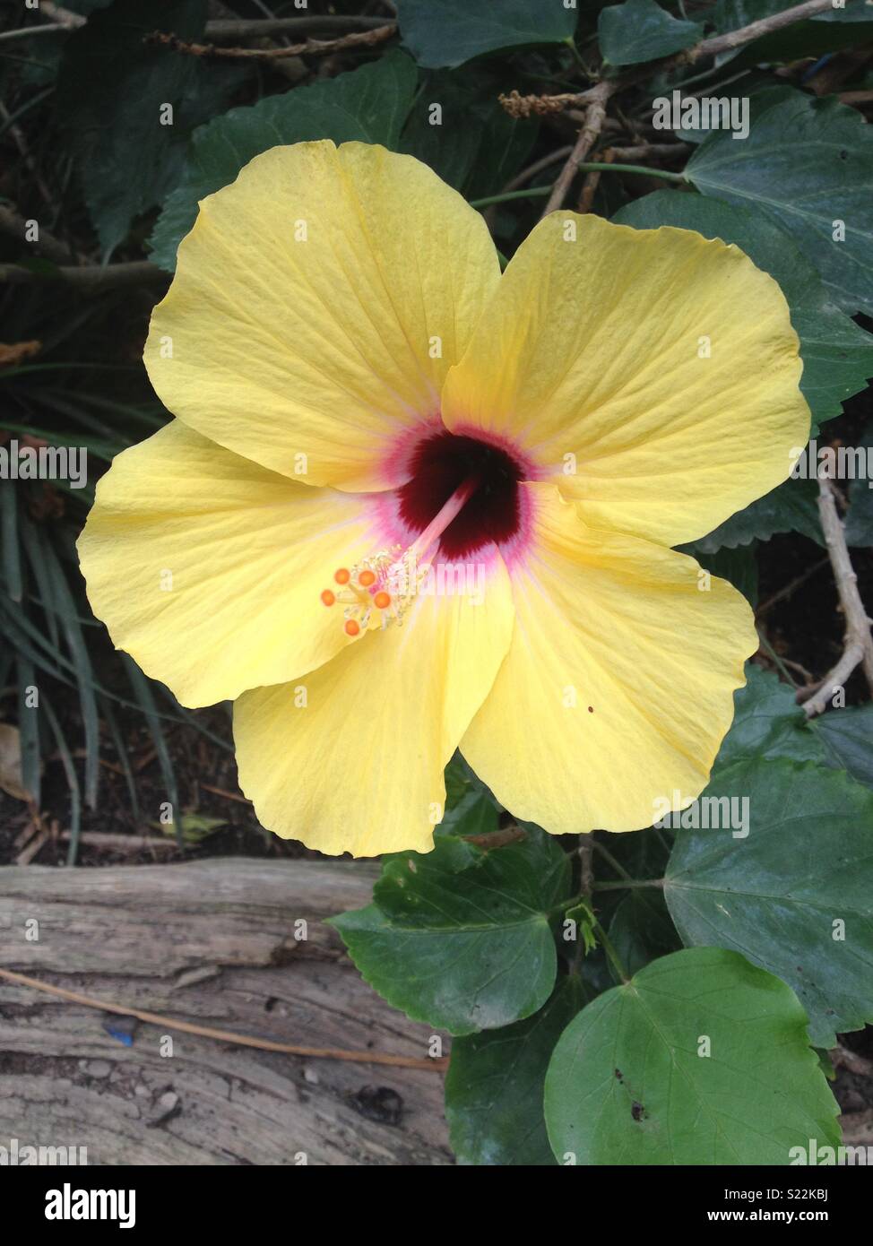 Hibiscus flower yellow hi-res stock photography and images - Alamy