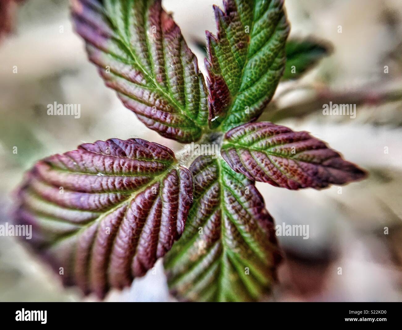 Colorful leaves beauty Stock Photo - Alamy