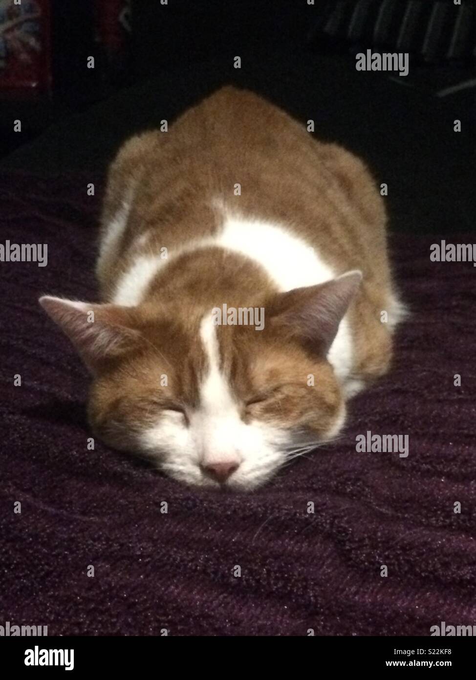 Sleepy Cats High Resolution Stock Photography and Images - Alamy