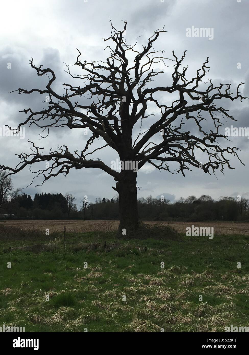 Scary tree england hi-res stock photography and images - Alamy