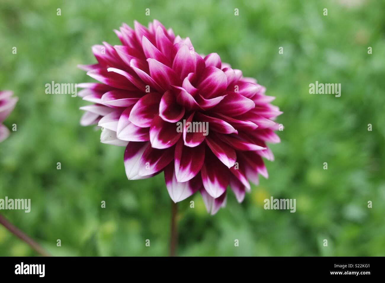 Pink flower in bloom in a garden Stock Photo - Alamy