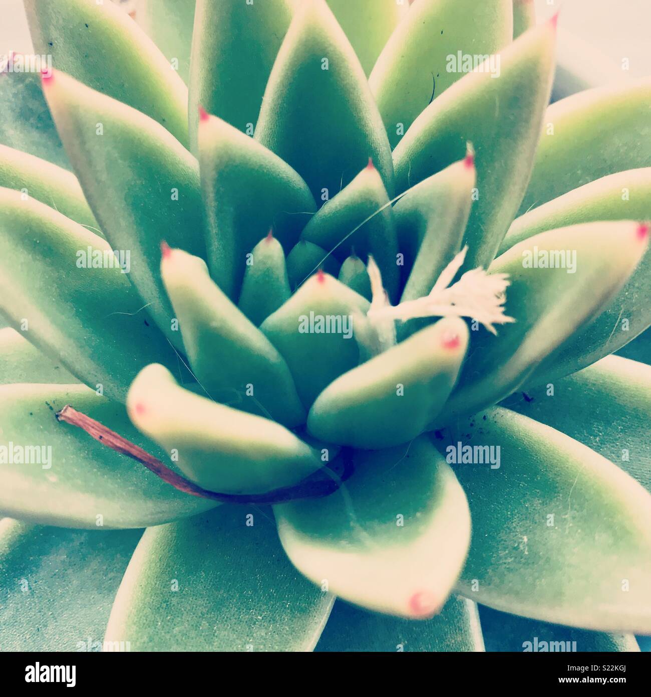 Alpine Succulent Stock Photos & Alpine Succulent Stock Images - Alamy