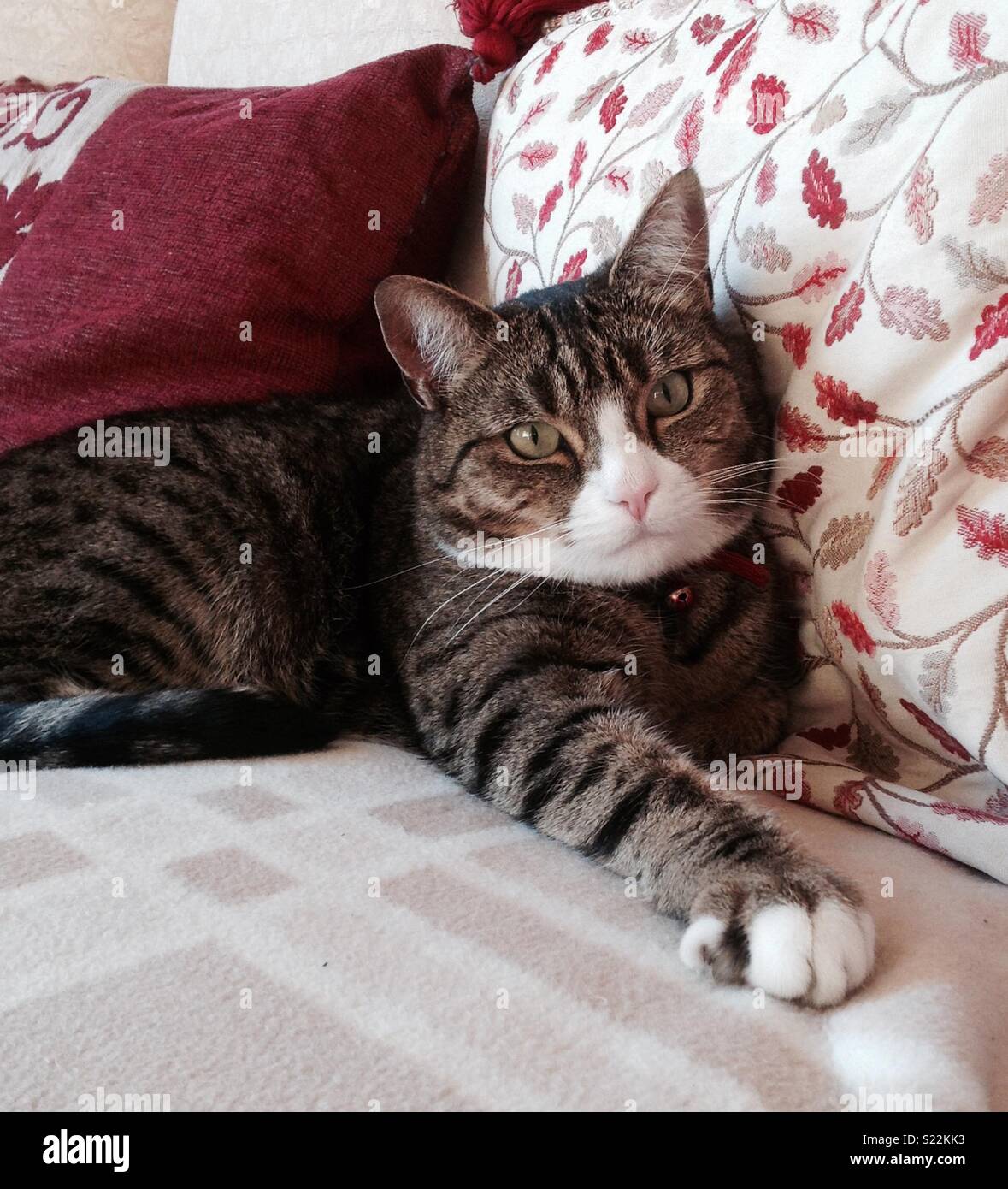 Tabby relaxing hi-res stock photography and images - Alamy