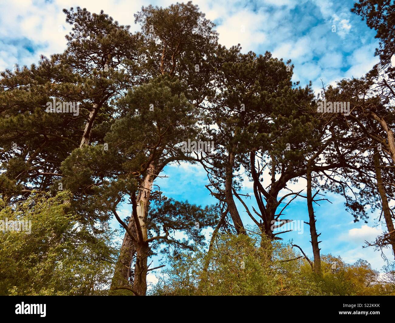 Hatfield forest hi-res stock photography and images - Alamy