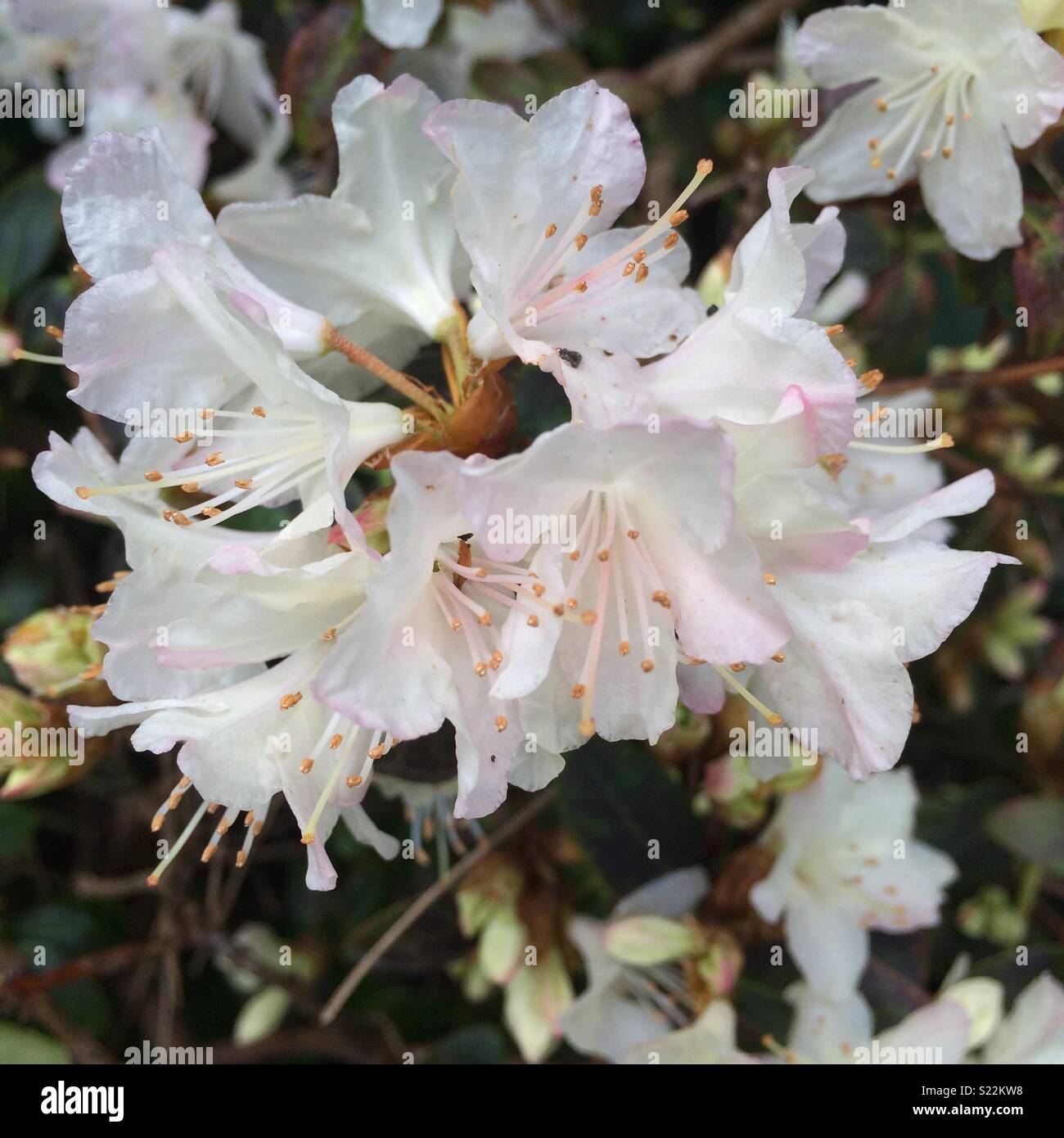 White azalea flower in garden setting. Natural light Stock Photo - Alamy