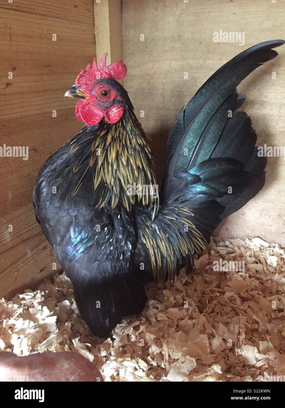 Male serama posing Stock Photo - Alamy