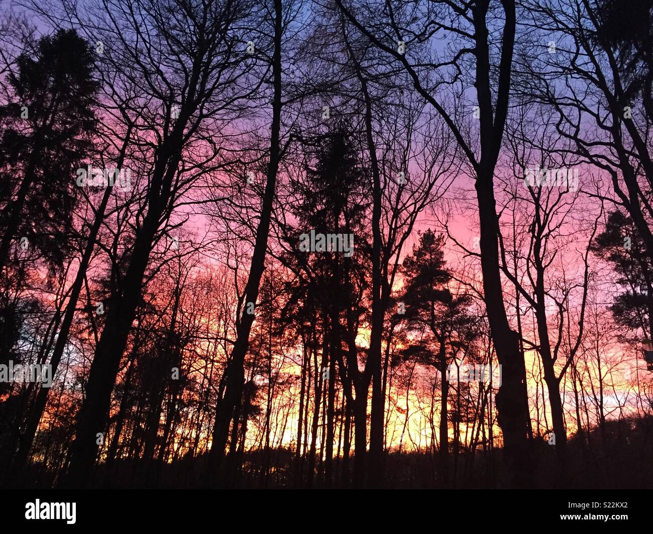 Keldy forest hi-res stock photography and images - Alamy