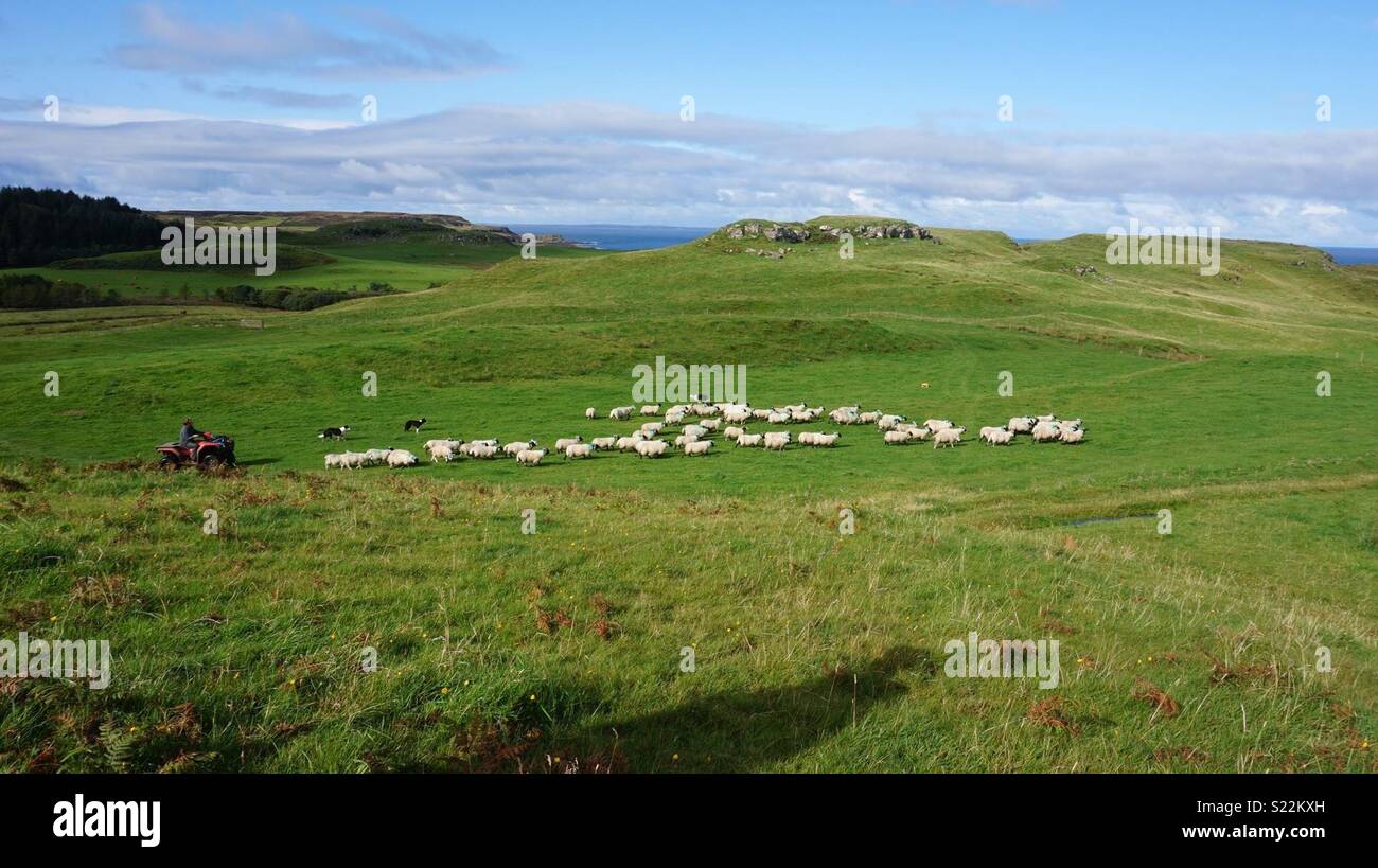 Shepherd farmer on the Isle of Mull Stock Photo - Alamy