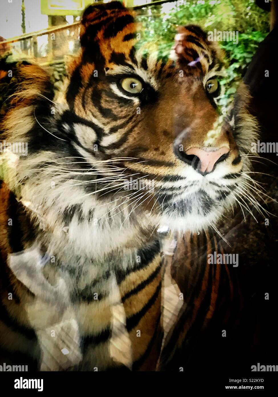 Tiger in the shadows Stock Photo - Alamy