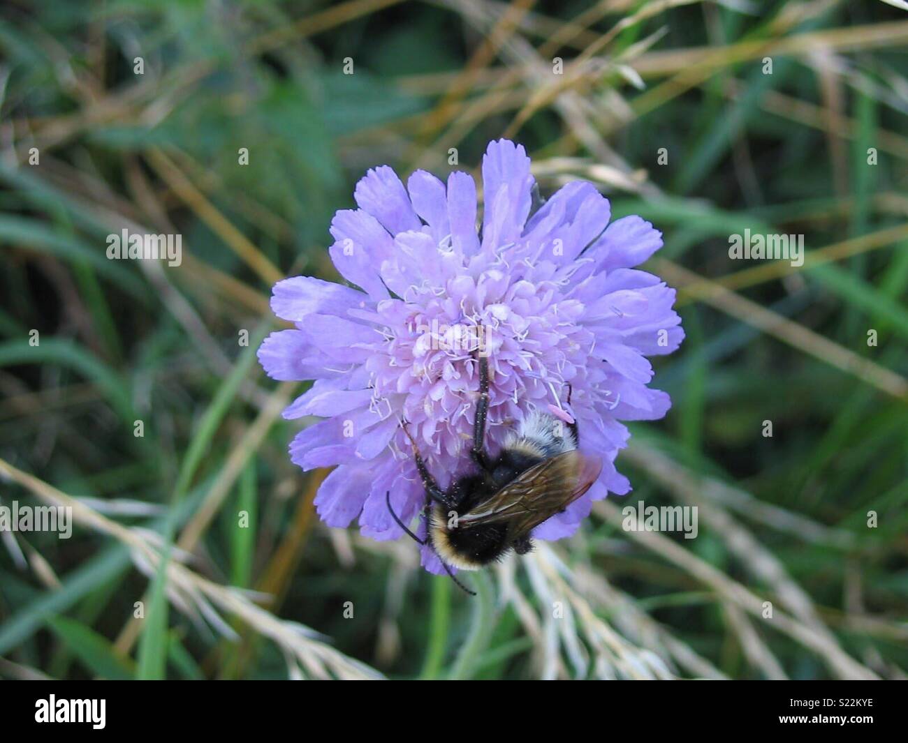 Bumble bee pollen hi-res stock photography and images - Alamy