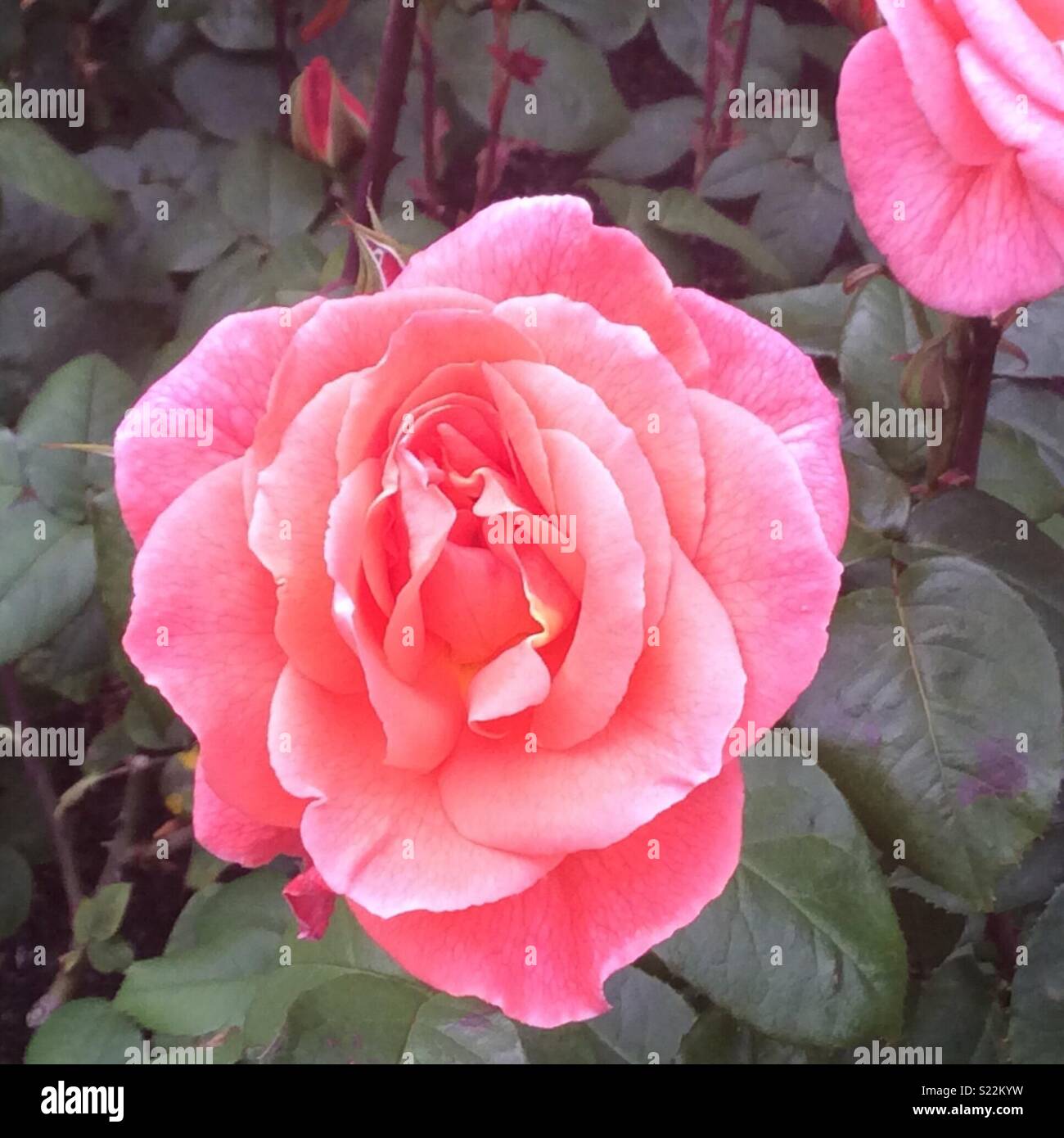Palace rose hi-res stock photography and images - Alamy