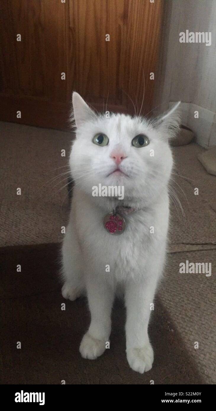 Please sir hi-res stock photography and images - Alamy