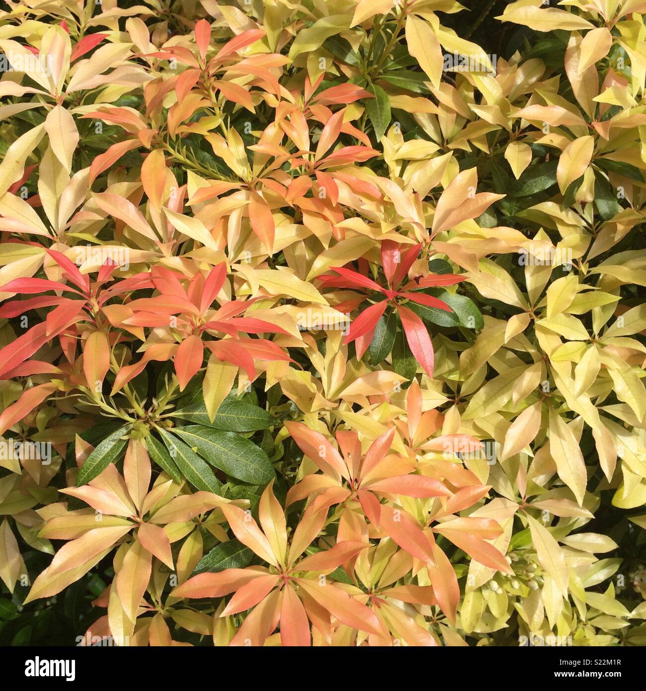 Peiris hi-res stock photography and images - Alamy