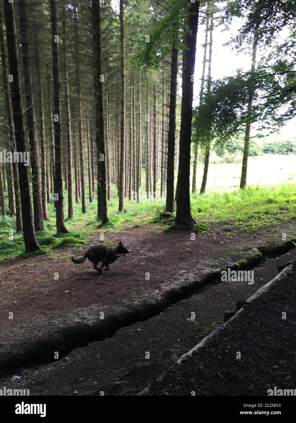 Dog galloping hi-res stock photography and images - Alamy