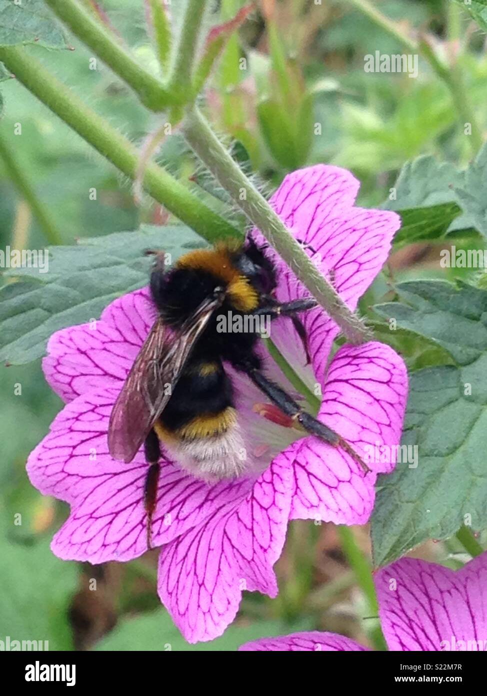 Bumble bee pollen hi-res stock photography and images - Alamy