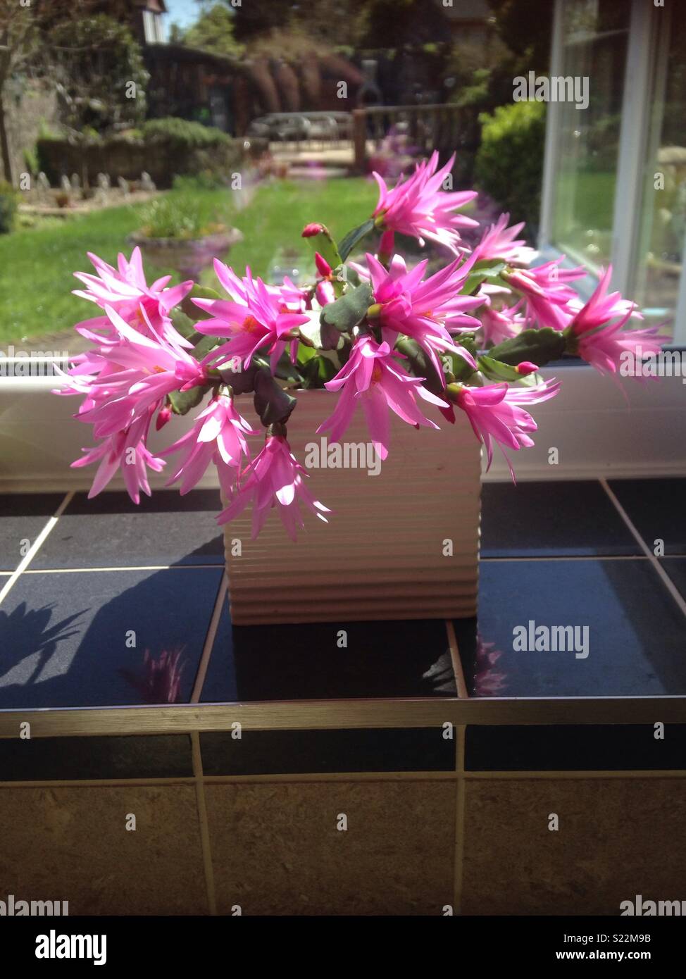 Easter cactus hi-res stock photography and images - Alamy