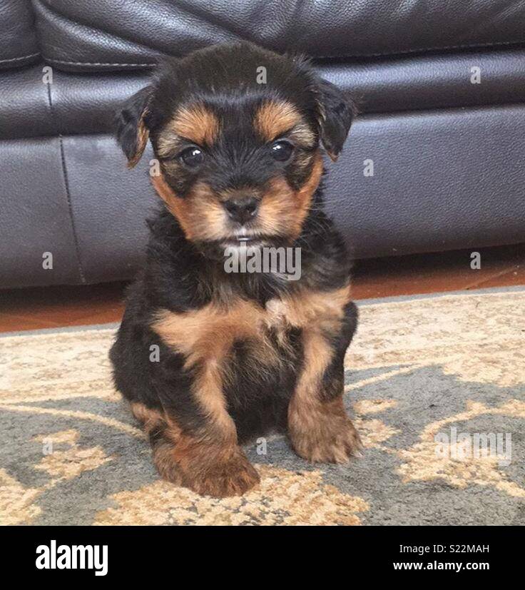 Puppy awake hi-res stock photography and images - Alamy