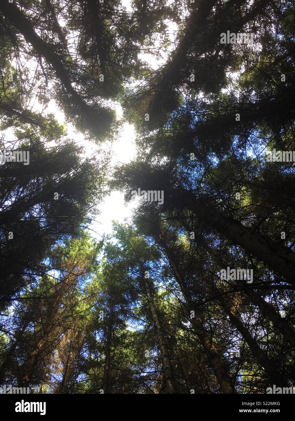 Canopy of tree tops hi-res stock photography and images - Alamy