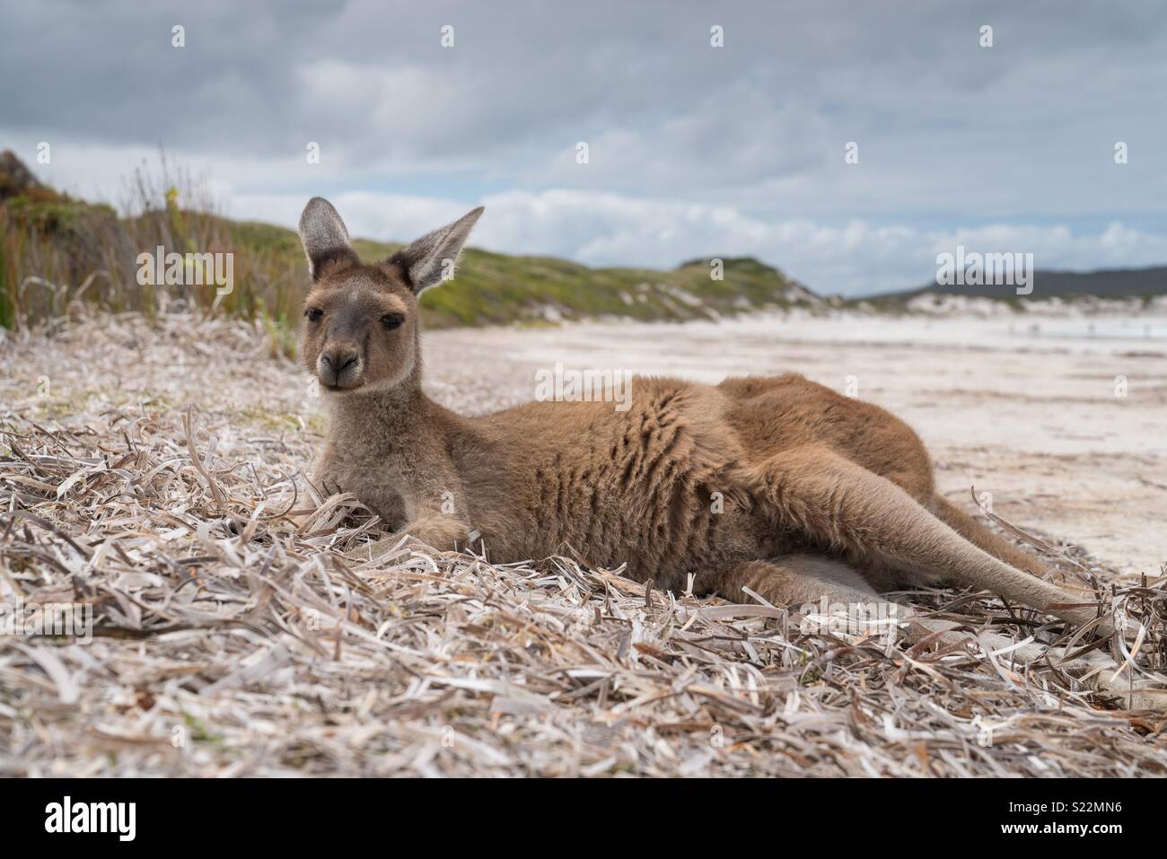 Kangaroo on the beach, Western Australia Stock Photo - Alamy