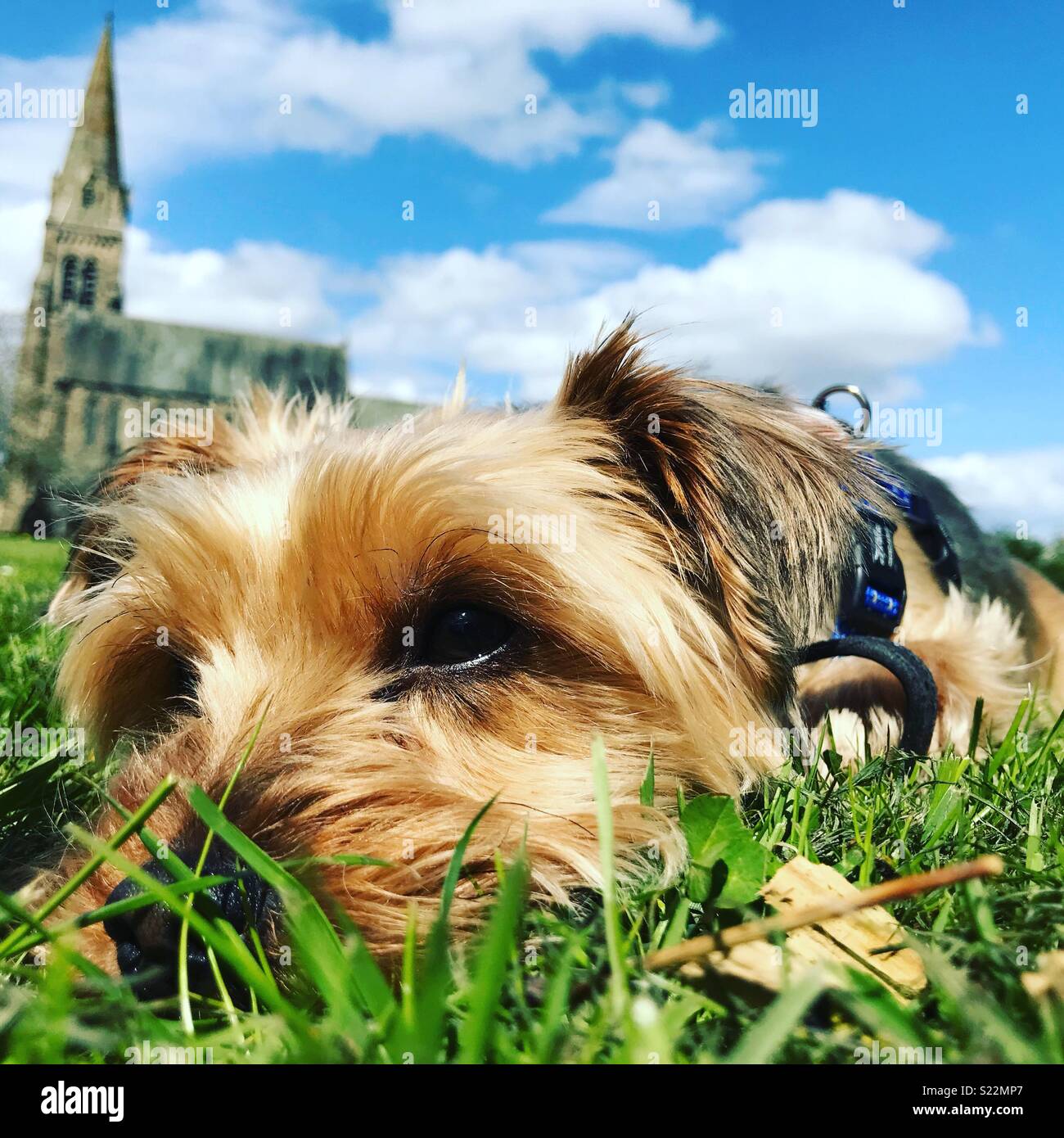 Summer lazy days for a Yorkie Stock Photo - Alamy