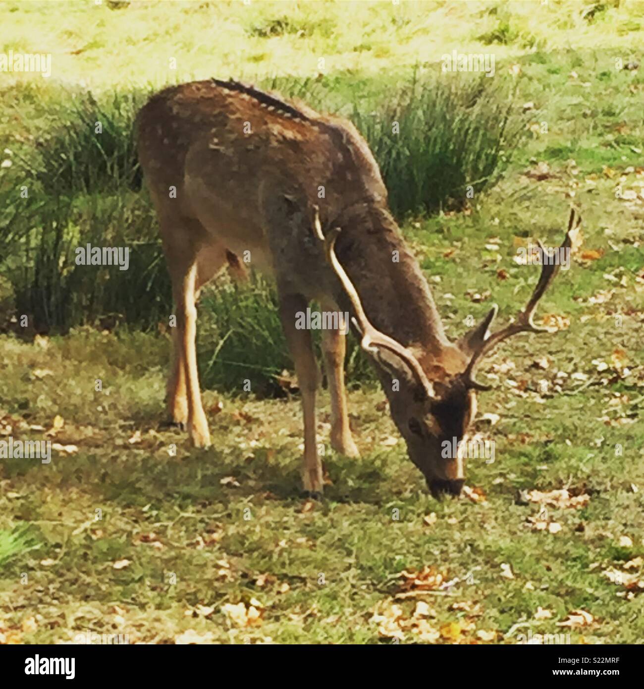Dunham park hi-res stock photography and images - Alamy