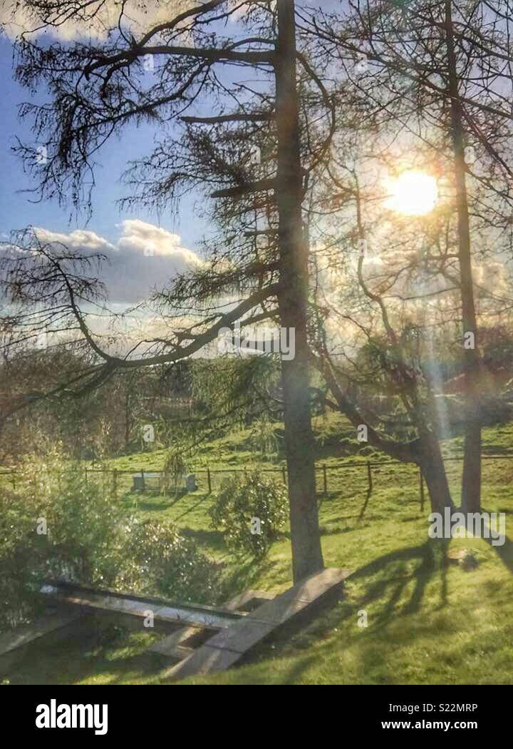 Light going through trees Stock Photo - Alamy