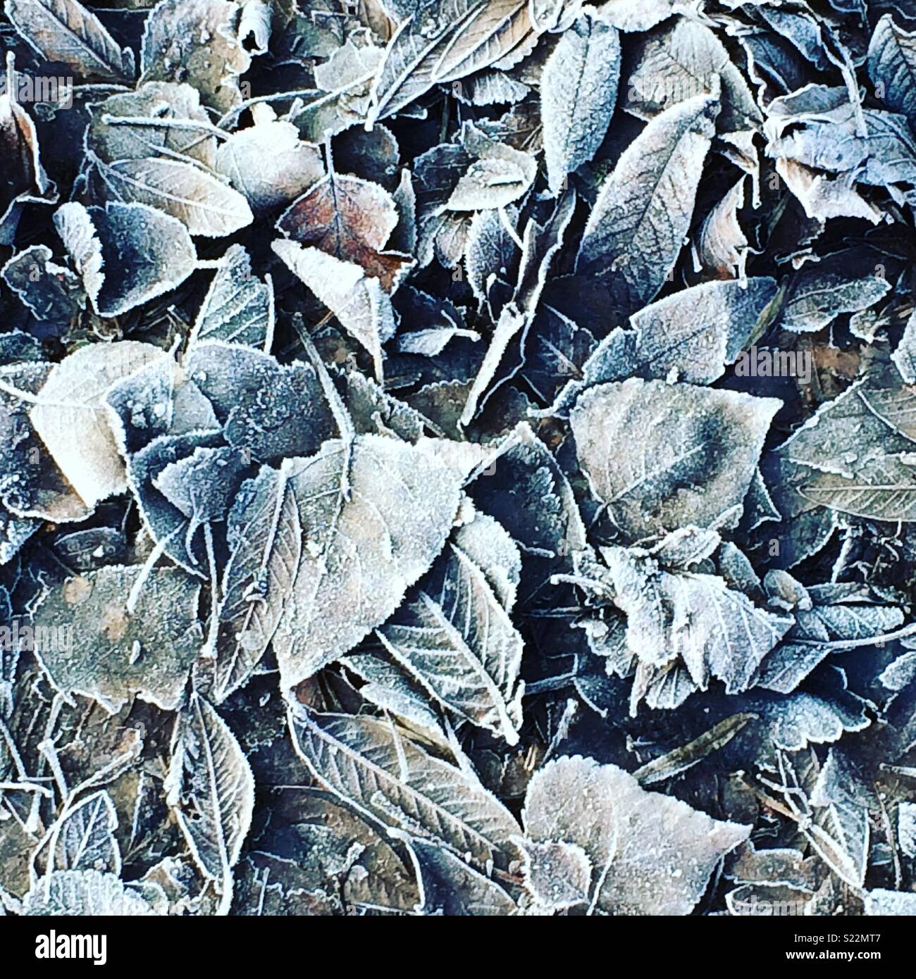 Icy leaves hi-res stock photography and images - Alamy