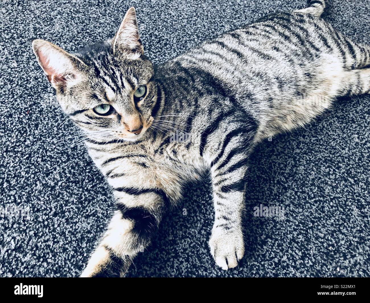 Chill pets hi-res stock photography and images - Alamy