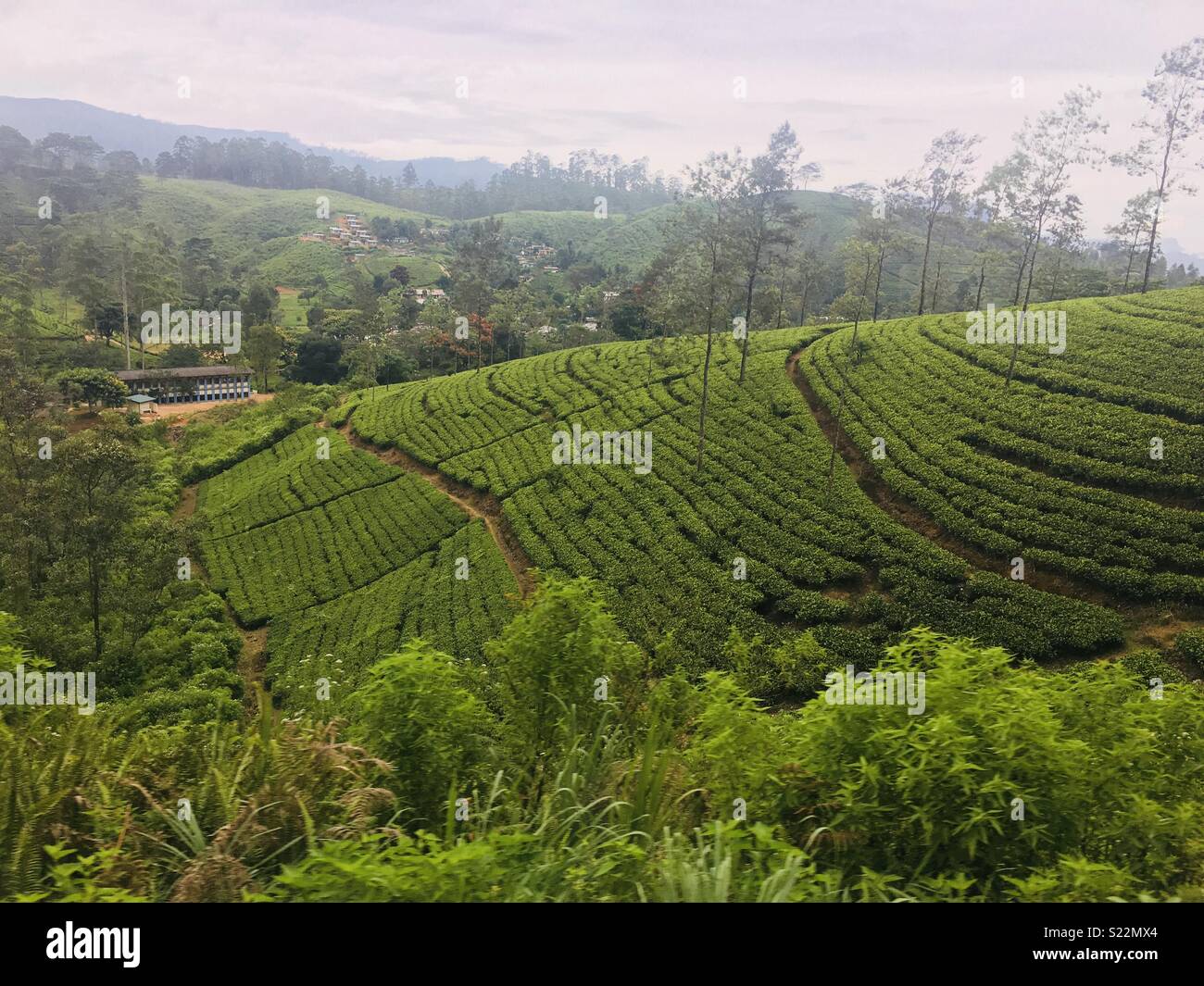 Sri Lanka tea plantations Stock Photo - Alamy