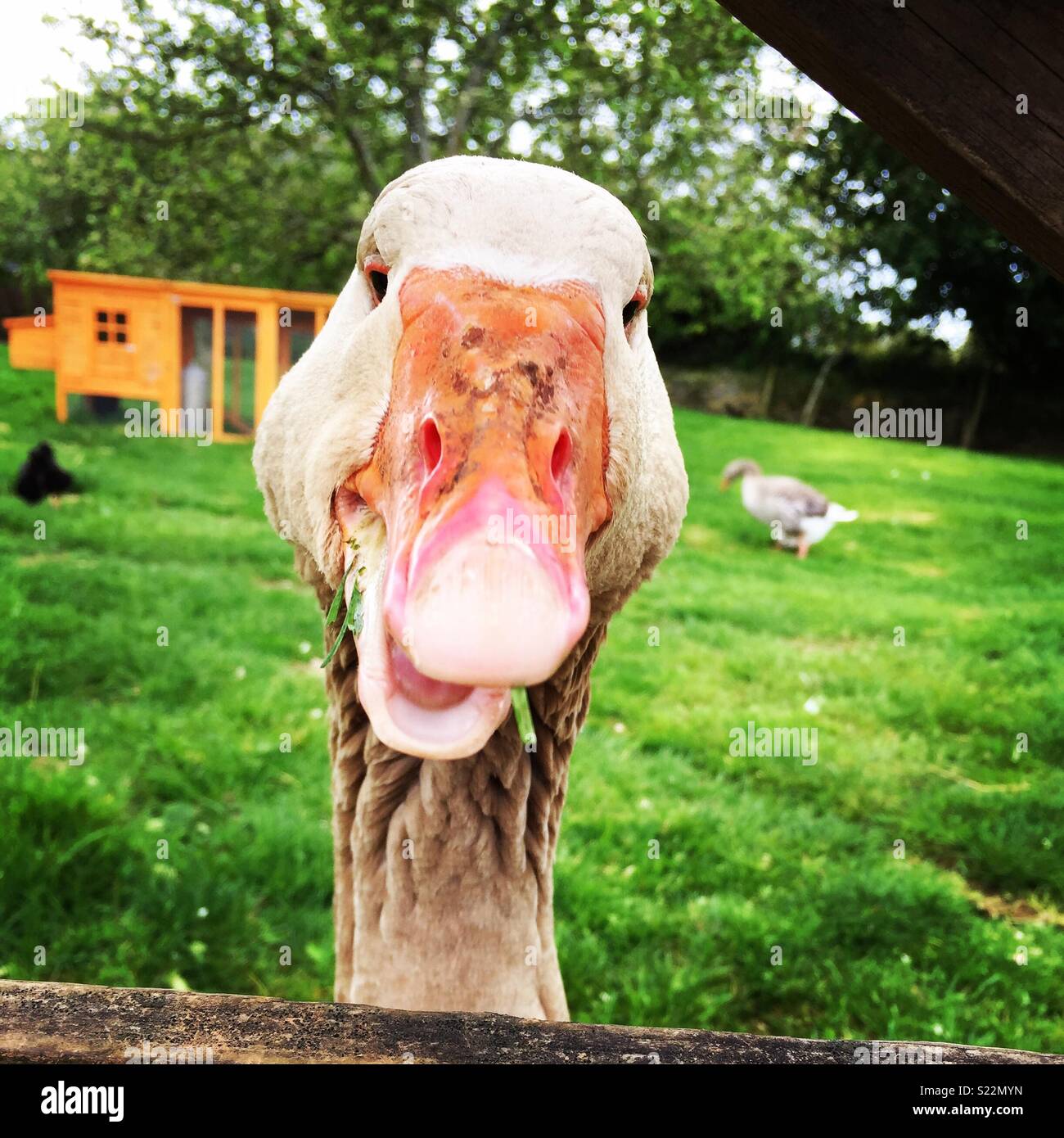 Nosey birds hi-res stock photography and images - Alamy