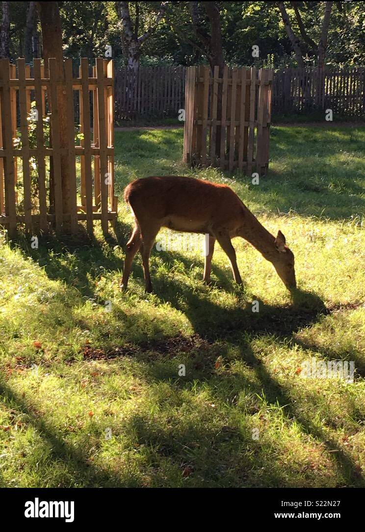 Deer shadow in Bushy Park Stock Photo - Alamy