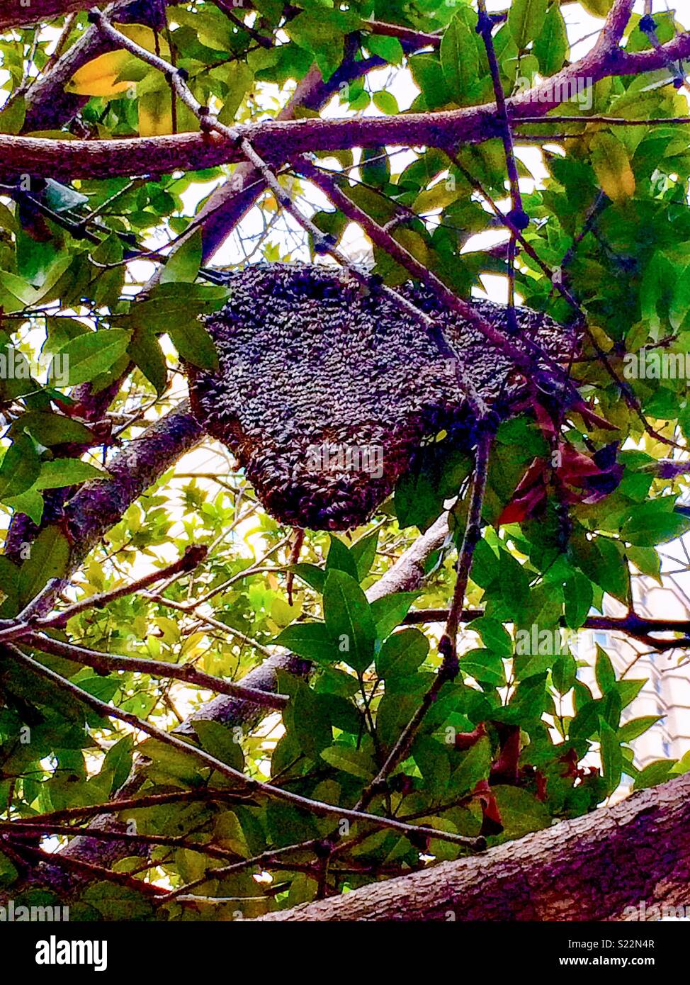 Asian hornet nest hi-res stock photography and images - Alamy Asian hornet nest hi-res stock photography and images - Alamy