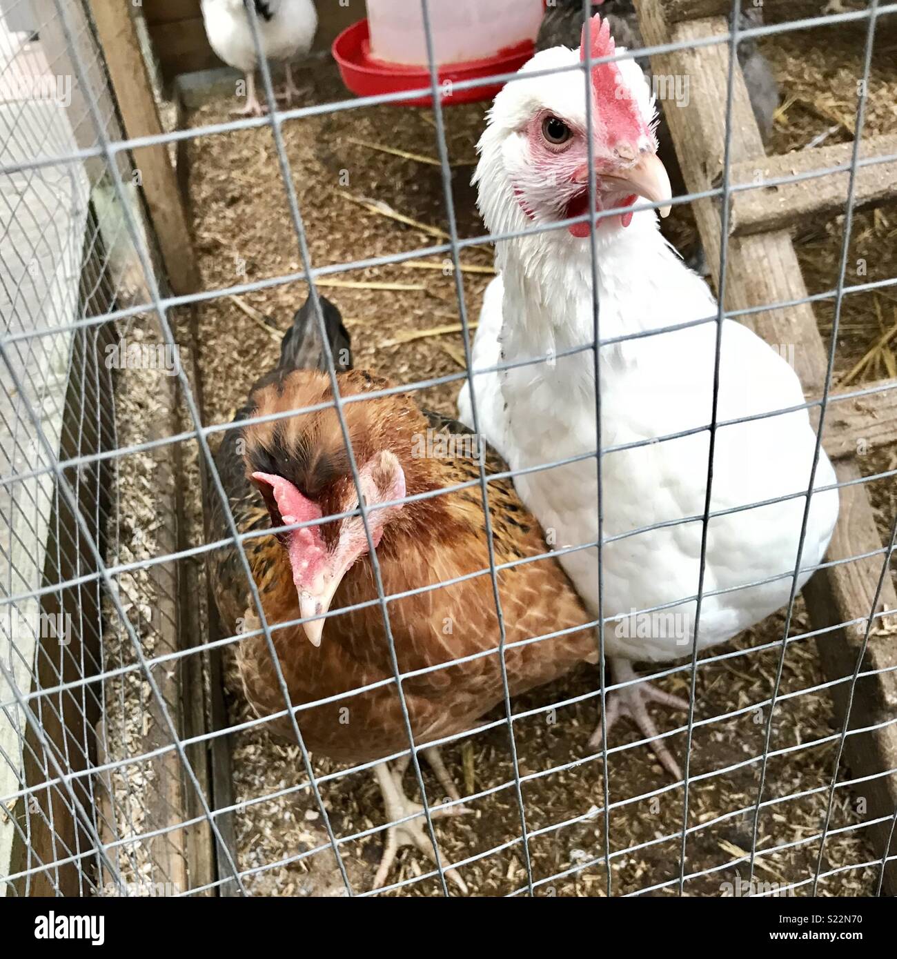 Chicken farms uk hi-res stock photography and images - Alamy