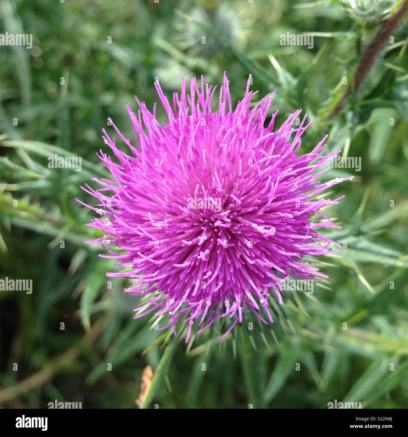 Thistle garden hi-res stock photography and images - Alamy