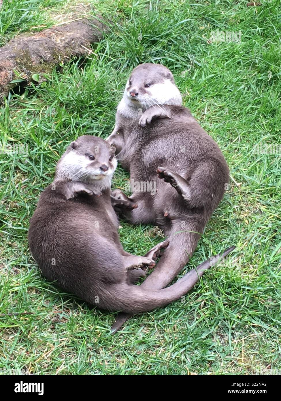 Two otters hi-res stock photography and images - Alamy
