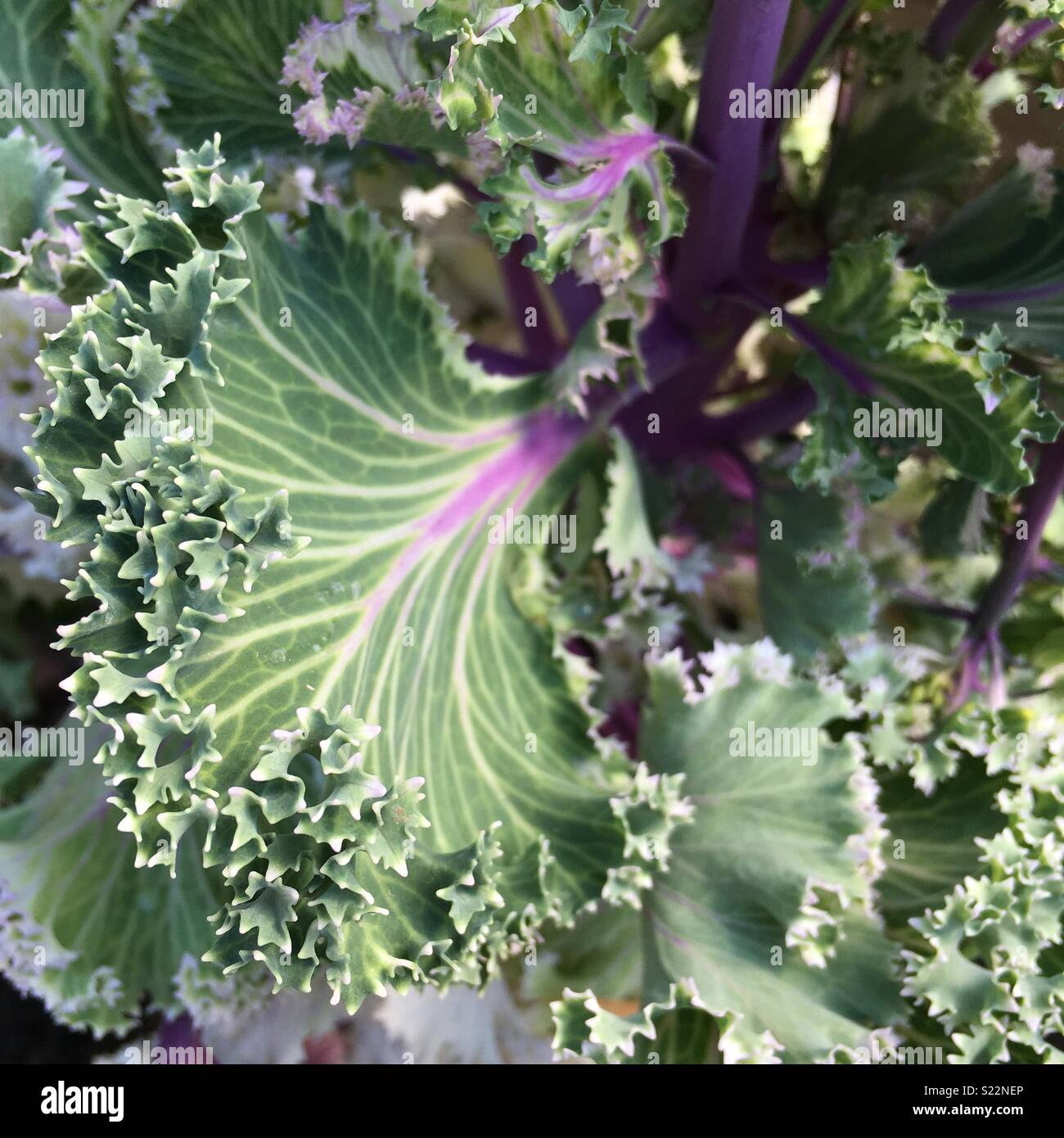 Purple kale plants hi-res stock photography and images - Alamy