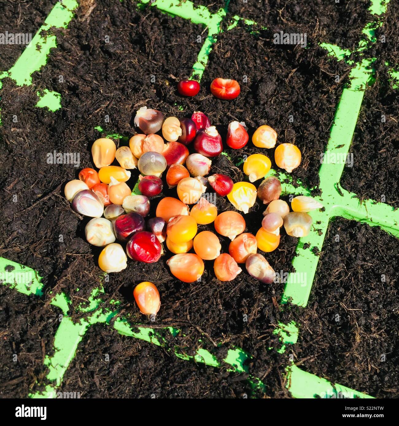 Mixed corn hi-res stock photography and images - Alamy